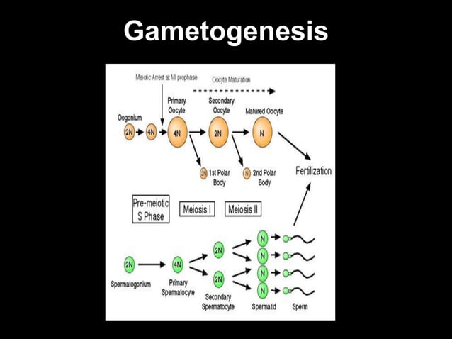 Gametogenesis. An insight on spermatogenesis in men, and gametogenesis ...