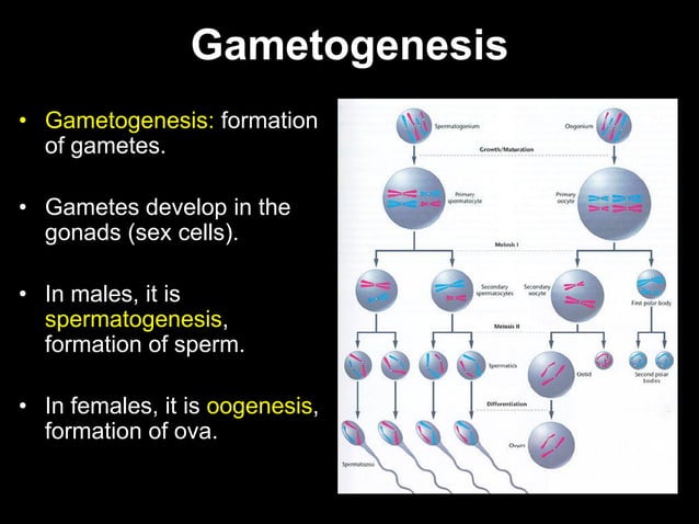 Gametogenesis. An insight on spermatogenesis in men, and gametogenesis ...