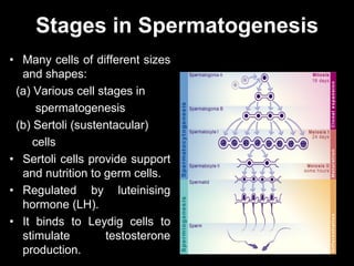 Gametogenesis. An insight on spermatogenesis in men, and gametogenesis ...