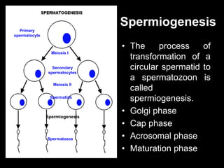 Gametogenesis. An insight on spermatogenesis in men, and gametogenesis ...
