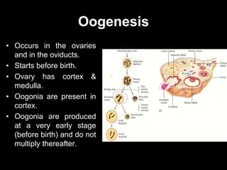 Gametogenesis. An insight on spermatogenesis in men, and gametogenesis ...