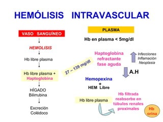A. hemoliticas | PPT