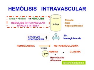 A. hemoliticas | PPT