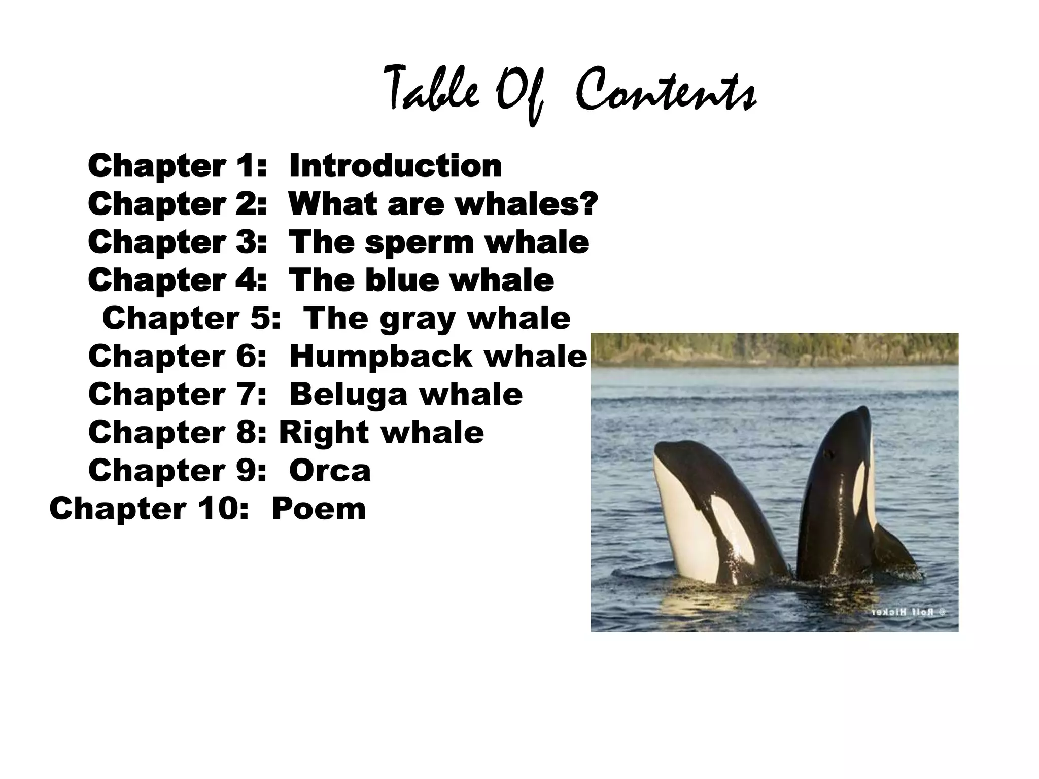 whales | PPT