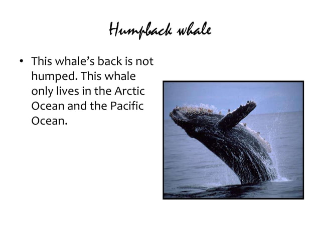 whales | PPT