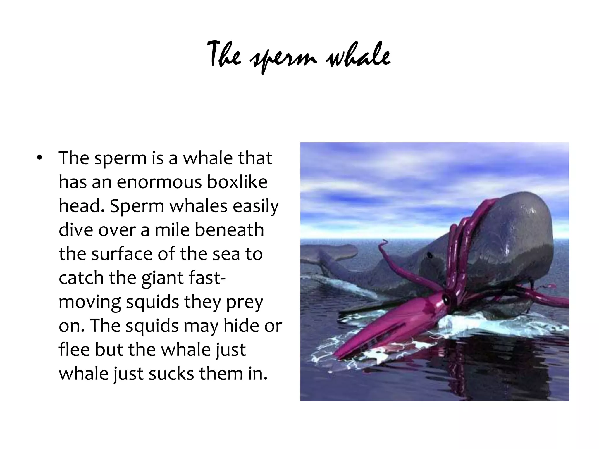 Whales | PPTX