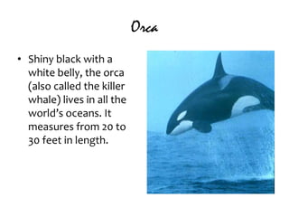 Whales | PPTX | Zoos & Aquariums | Attractions