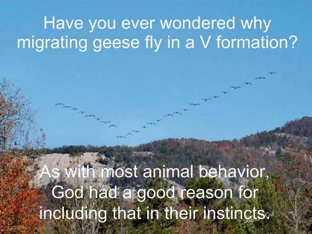 A lesson-from-geese | PPT