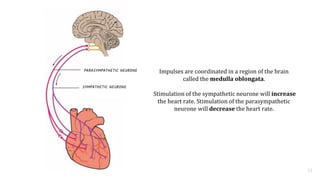 A-Level-Biology-Lecture-The-Control-of-Heart-Rate.pptx | Heart and ...