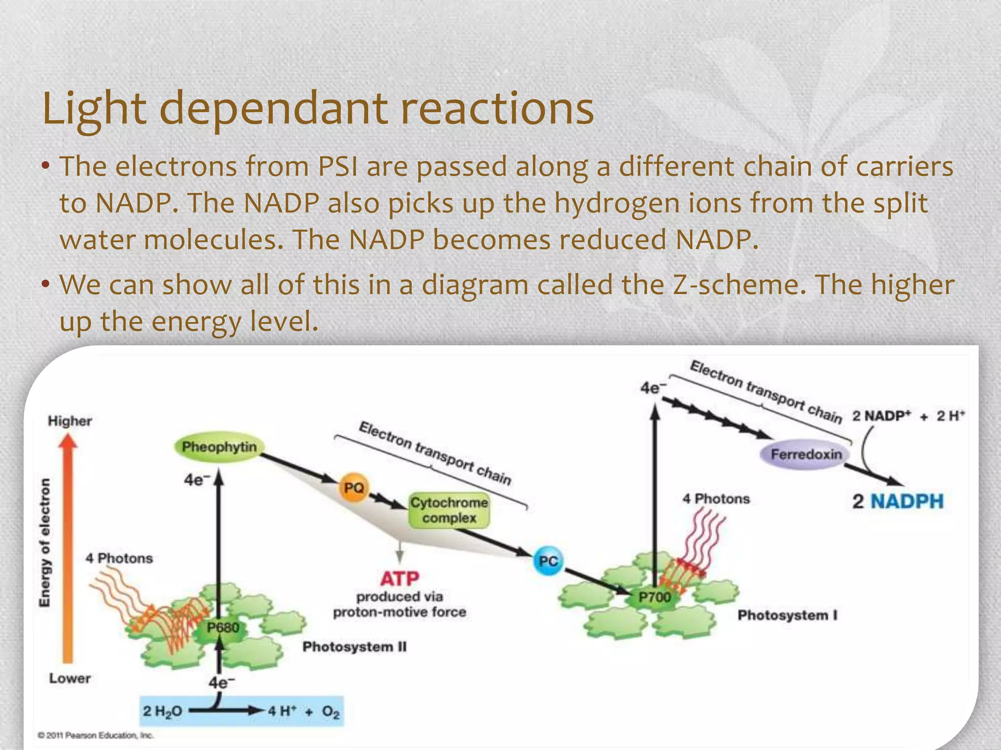 A level biology photosynthesis | PPTX