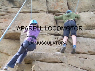 Aparell Locomotor- Músculs | PPT