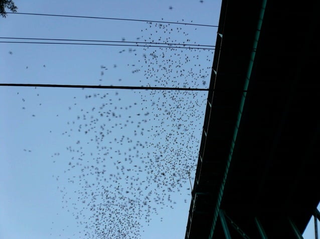 A Murmuration Of Starlings | PDF
