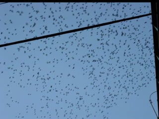 A Murmuration Of Starlings | PDF