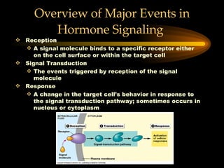 A P+ Bio+ Hormones!! | PPT
