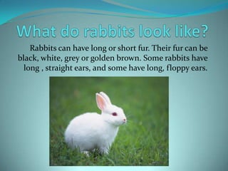 A Pets Life Rabbits | PPTX