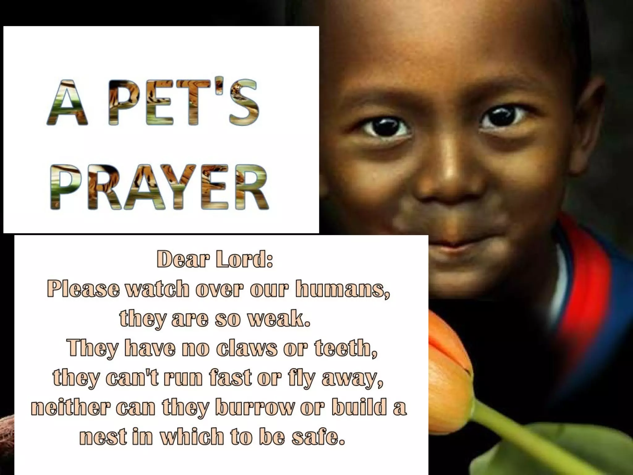A Pets Prayer | PPS