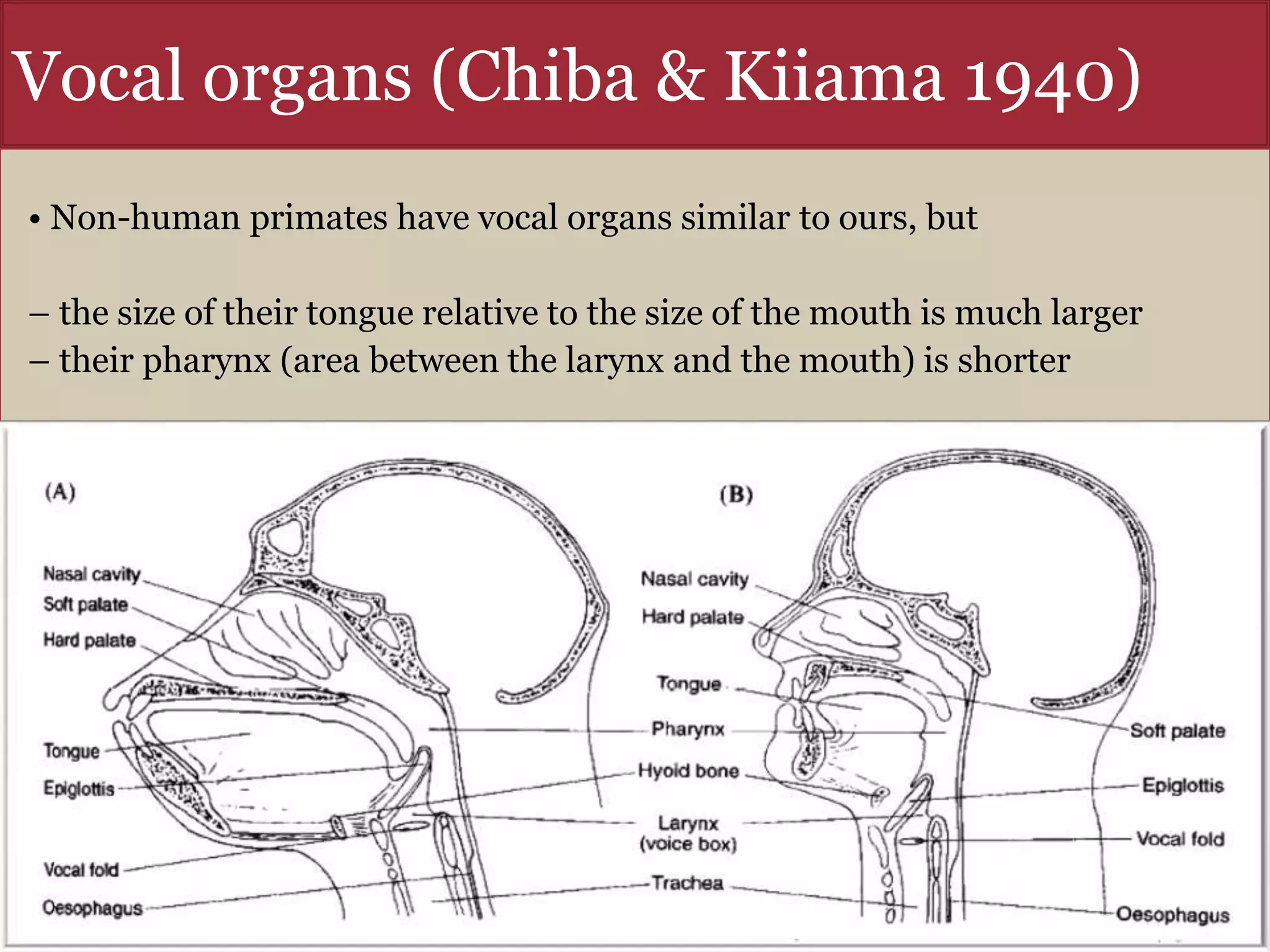 A.primate communication | PPTX