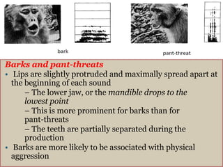 A.primate communication | PPTX