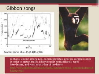 A.primate communication | PPTX