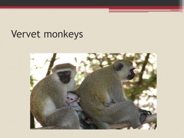 A.primate communication | PPTX | Dogs | Pets