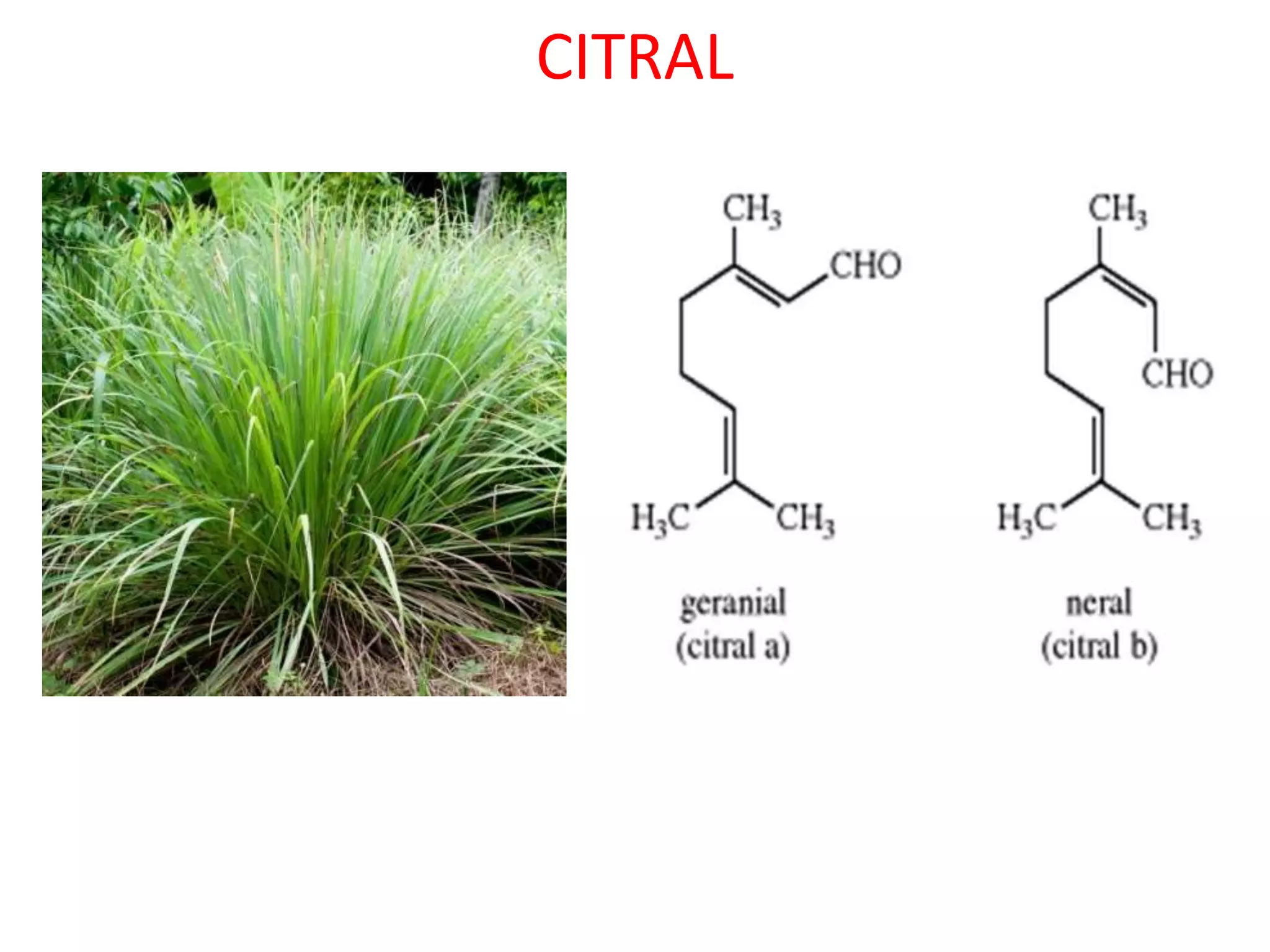 Isolation, Identification and Analysis of Phytoconstituents Terpenoids ...