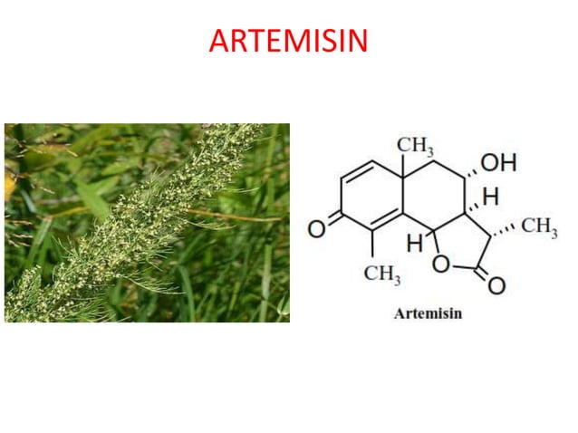 Isolation, Identification and Analysis of Phytoconstituents Terpenoids ...
