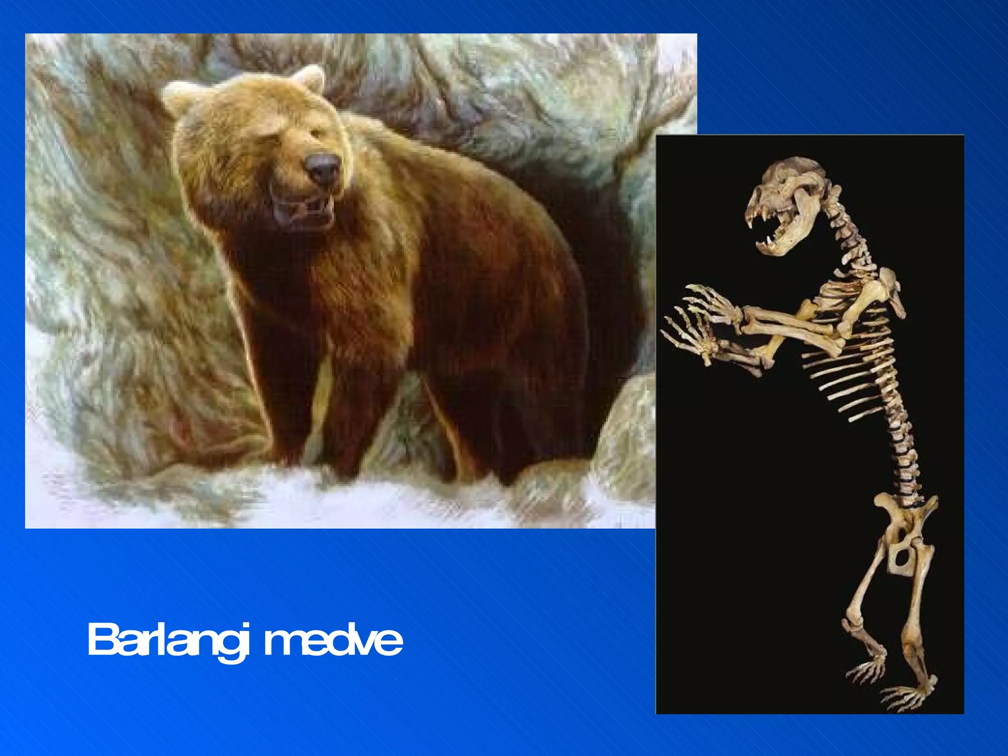 Evolution of tibia, power point | PPT