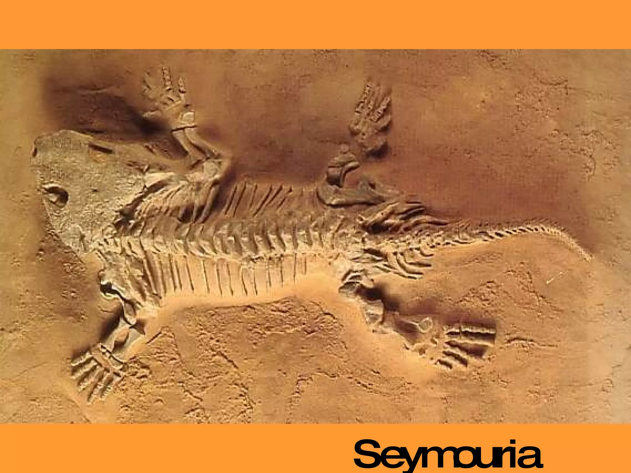 Evolution of tibia, power point | PPT