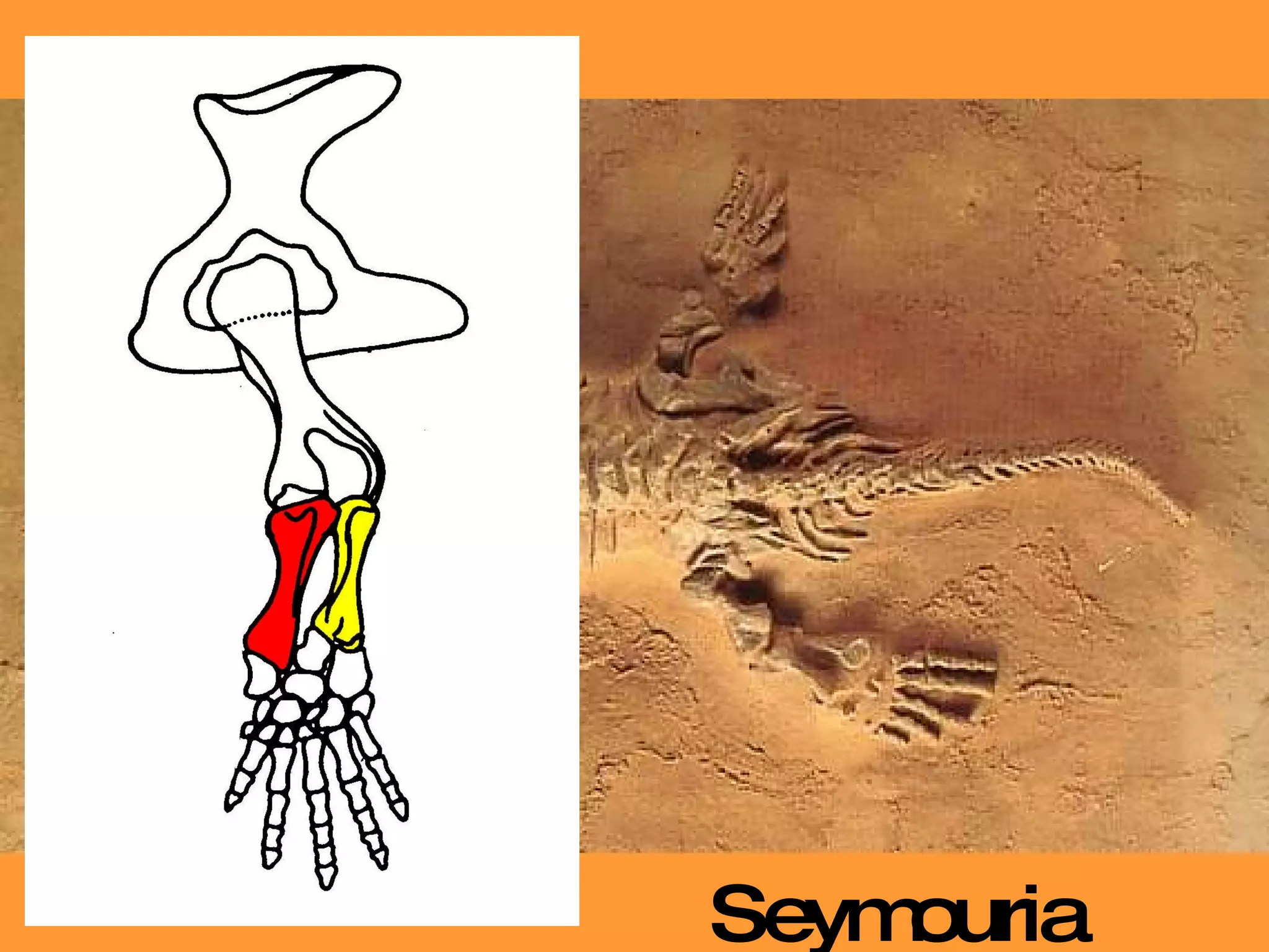 Evolution of tibia, power point | PPT