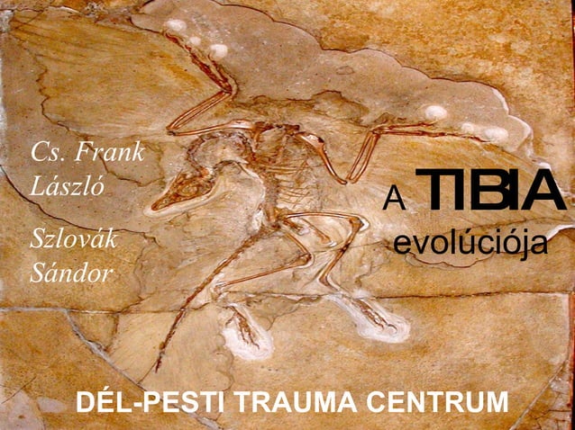 Evolution of tibia, power point | PPT
