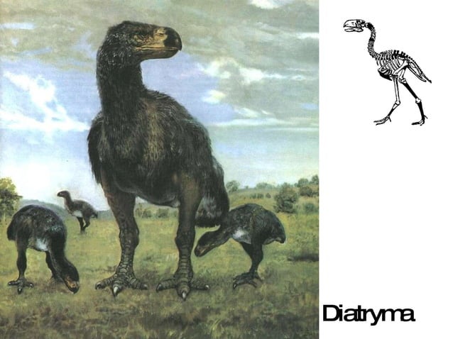 Evolution of tibia, power point | PPT