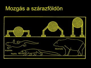 Evolution of tibia, power point | PPT