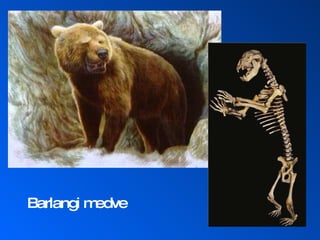 Evolution of tibia, power point | PPT