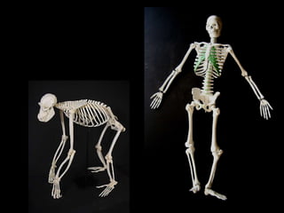 Evolution of tibia, power point | PPT