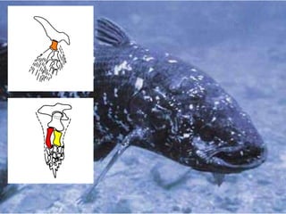 Evolution of tibia, power point | PPT