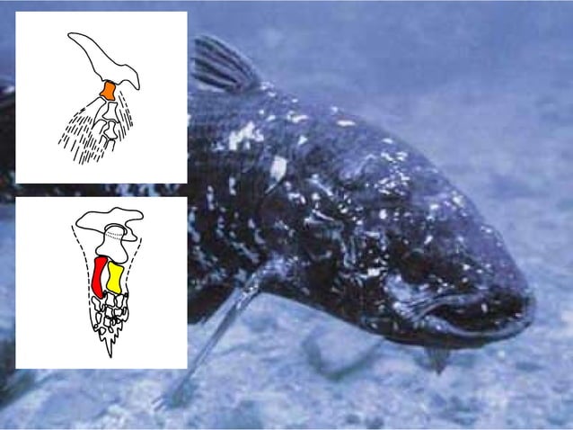 Evolution of tibia, power point | PPT