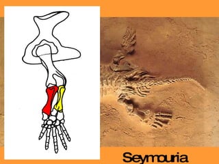 Evolution of tibia, power point | PPT