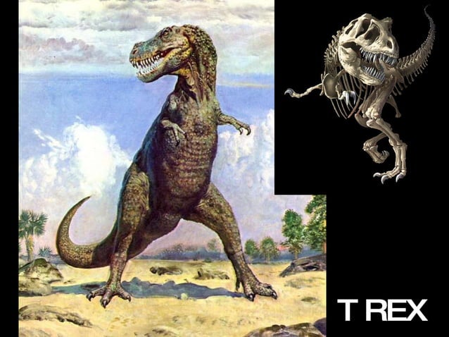 Evolution of tibia, power point | PPT