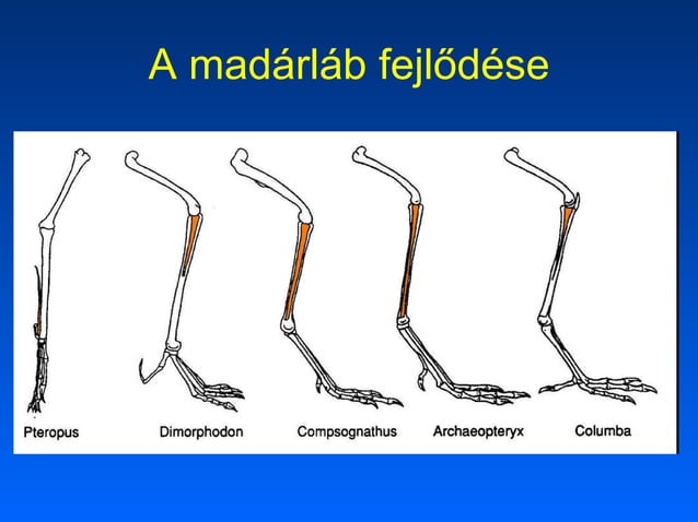 Evolution of tibia, power point | PPT