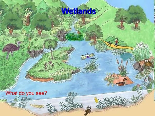 A. wetlands | PPT | Environment | Science