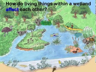 A. wetlands | PPT | Environment | Science