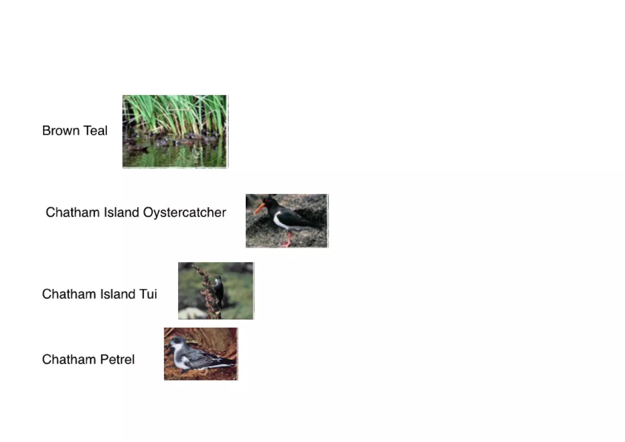 ABC of New Zealand Native Birds | PDF