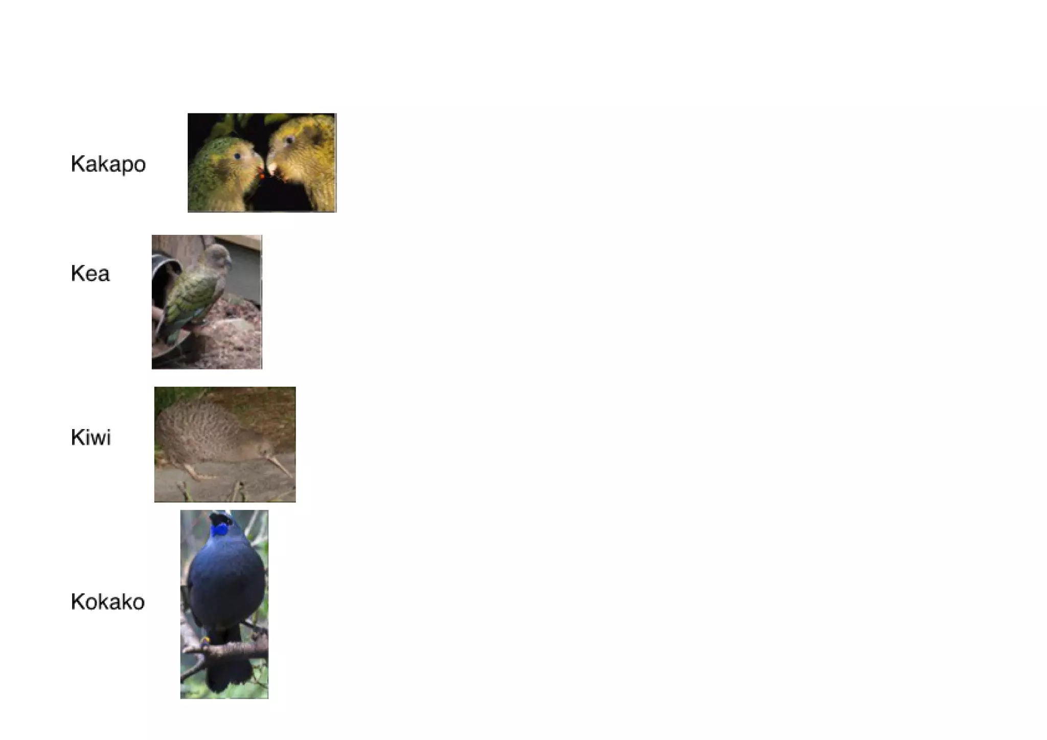 ABC of New Zealand Native Birds | PDF