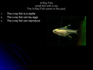 Animal ABC book | PPT | Birds | Pets