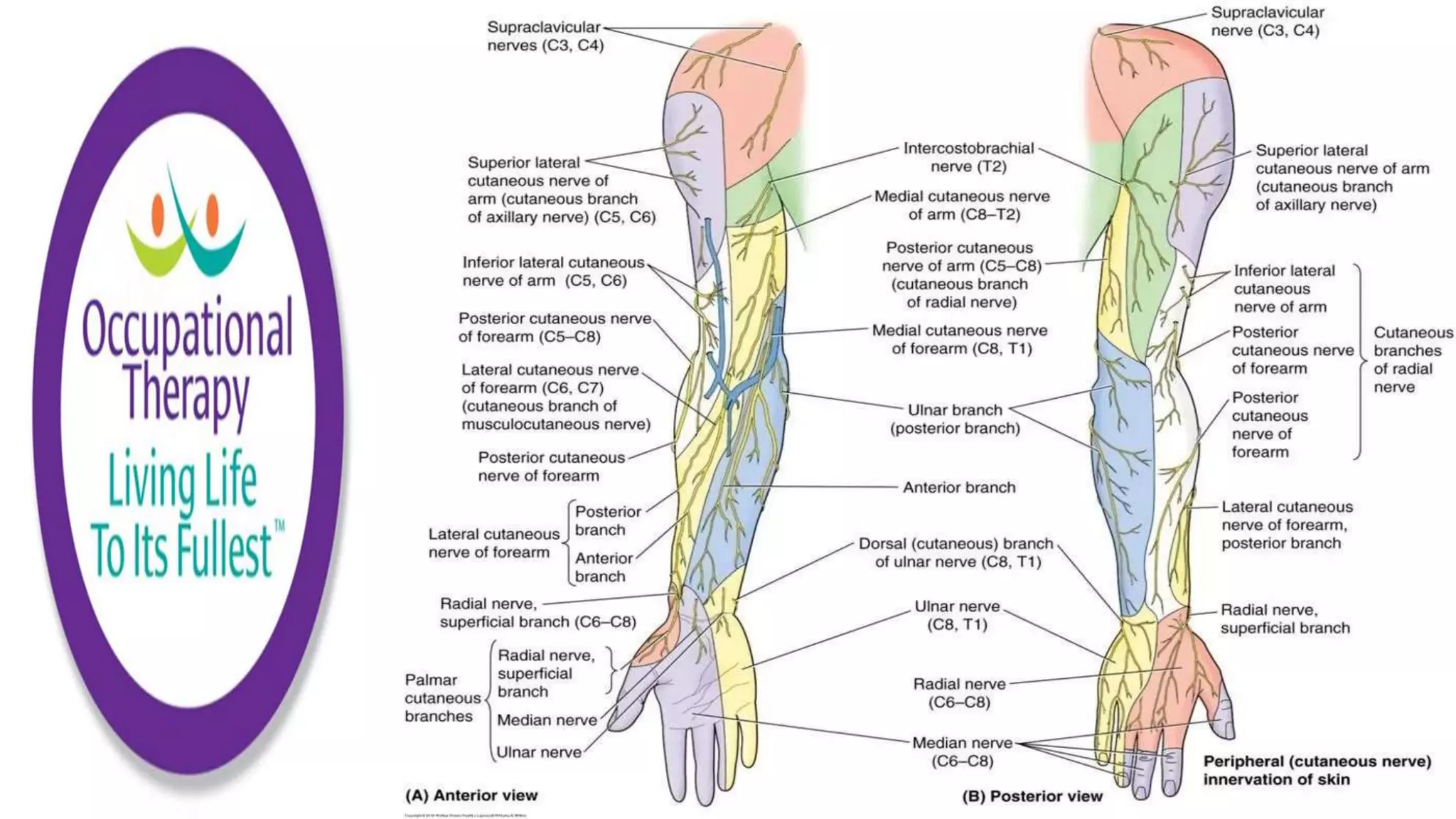 Occupational Therapy Upper Limb Injuries | PPTX