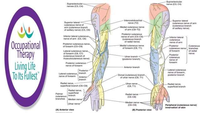 Occupational Therapy Upper Limb Injuries | PPTX | First Aid | Injuries