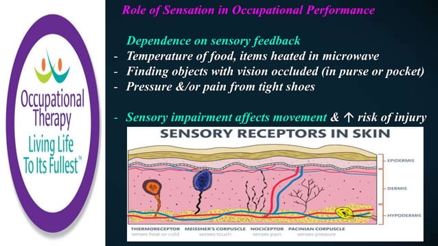 Occupational Therapy Management of Sensory Dysfunction & Oedema | PPTX ...