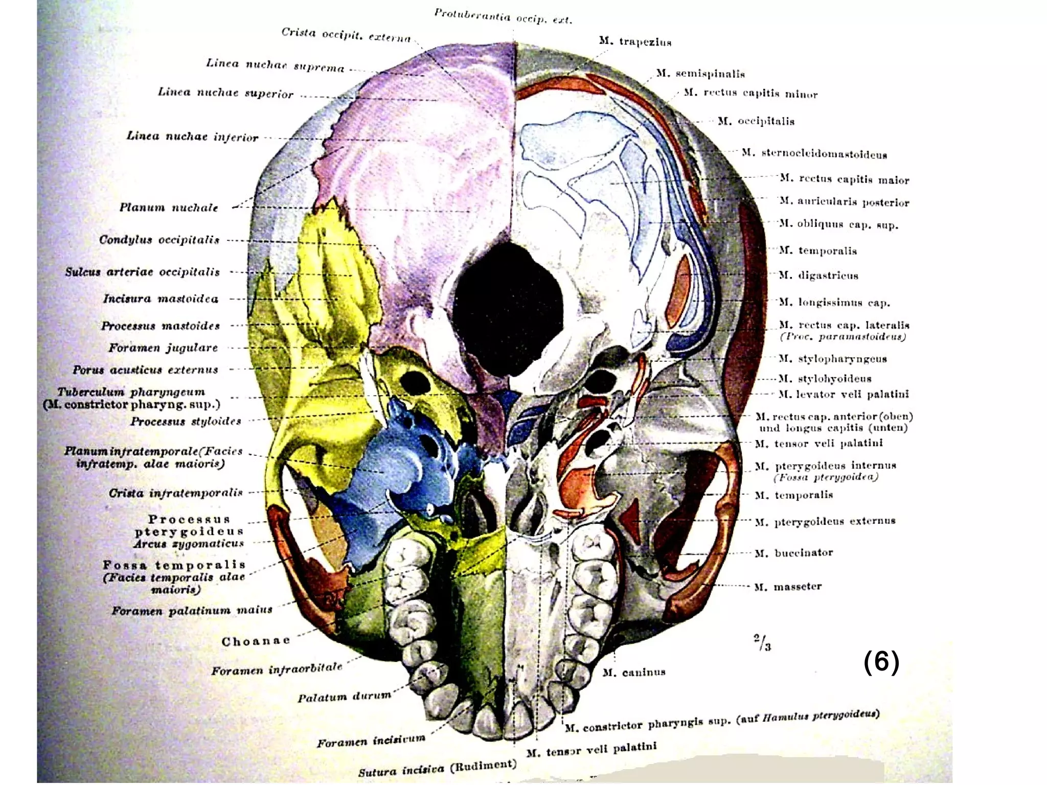 Generalitati atlas de neuroanatomie | PPT