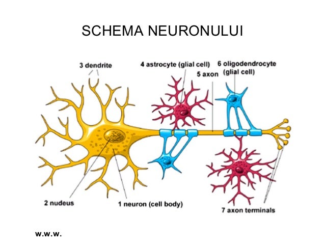 Celule nervoase totul despre neuroni - Atlas de neuroanatomie