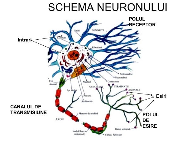 Celula Nervoasa | www.picswe.net